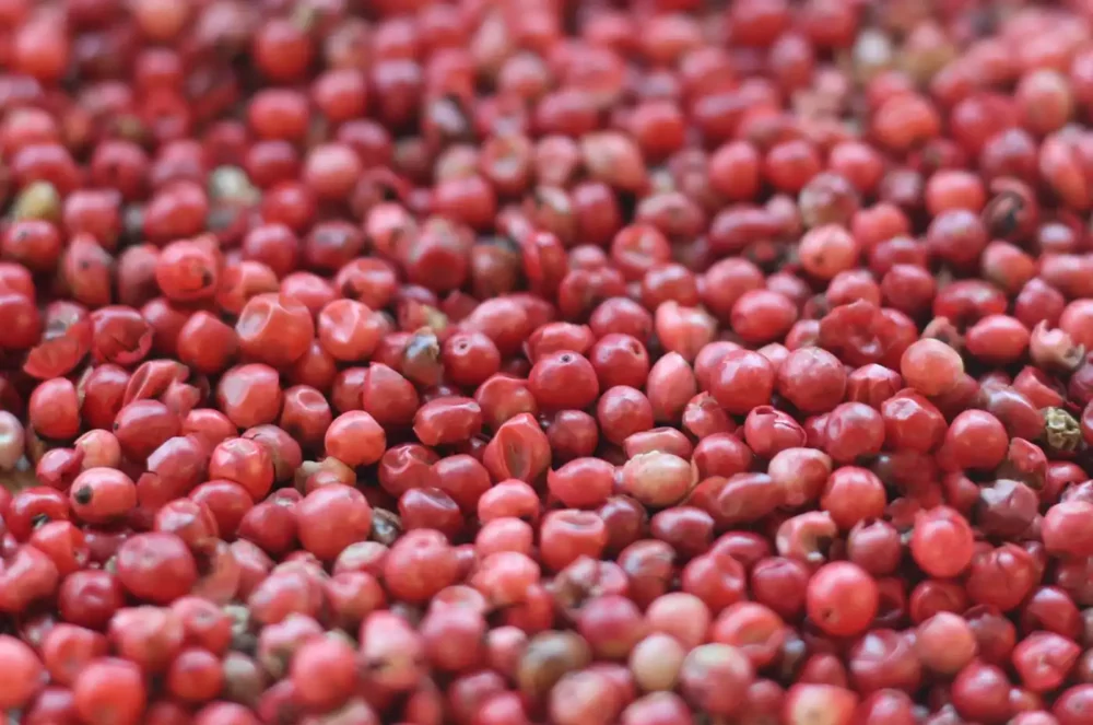 Pink pepper of Madagascar - Aromeya