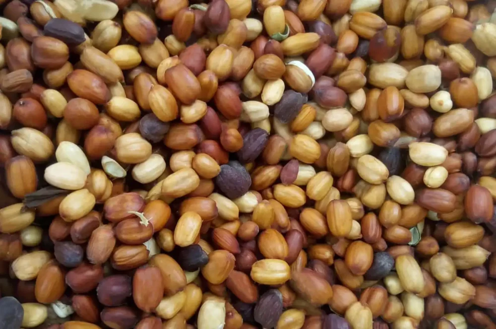 Jojoba de Madagascar - Aromeya