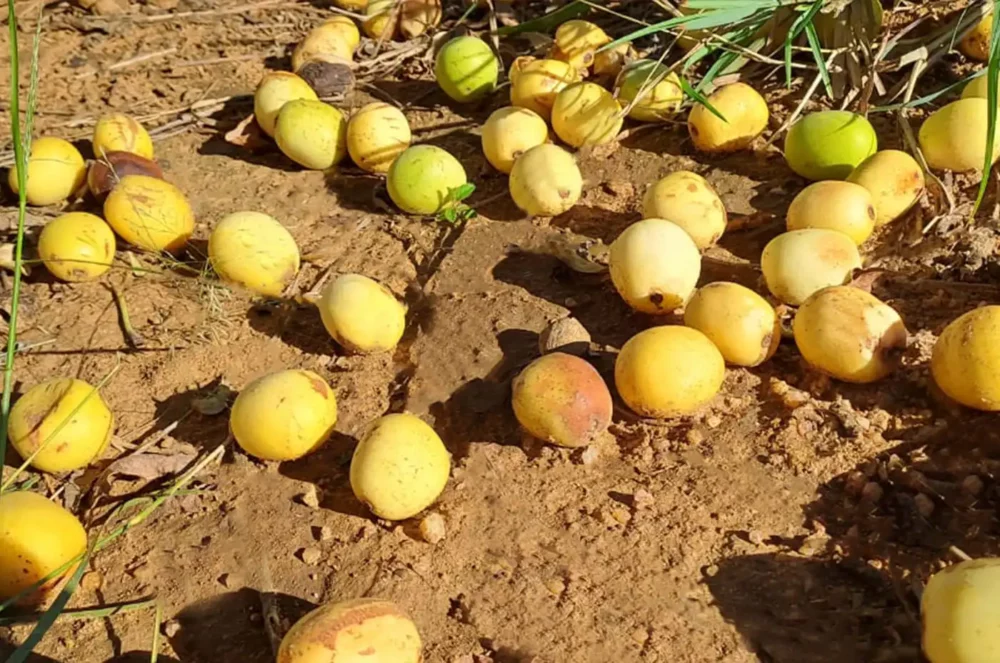 Marula of Madagascar - Aromeya