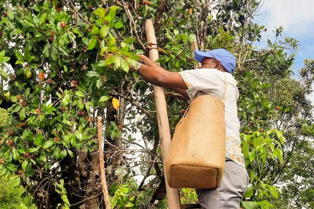 Griffe de girofle de Madagascar - Aromeya