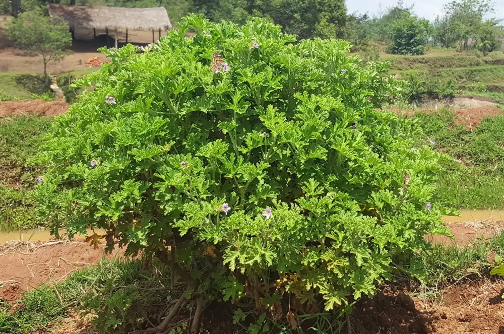 Geranium of Madagascar - Aromeya