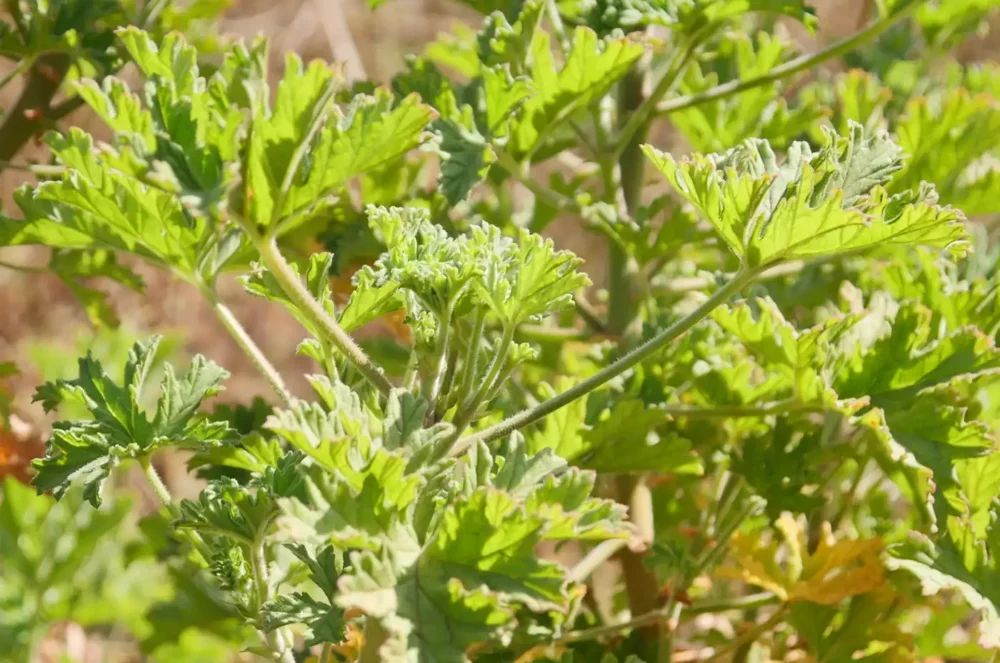 Geranium of Madagascar - Aromeya