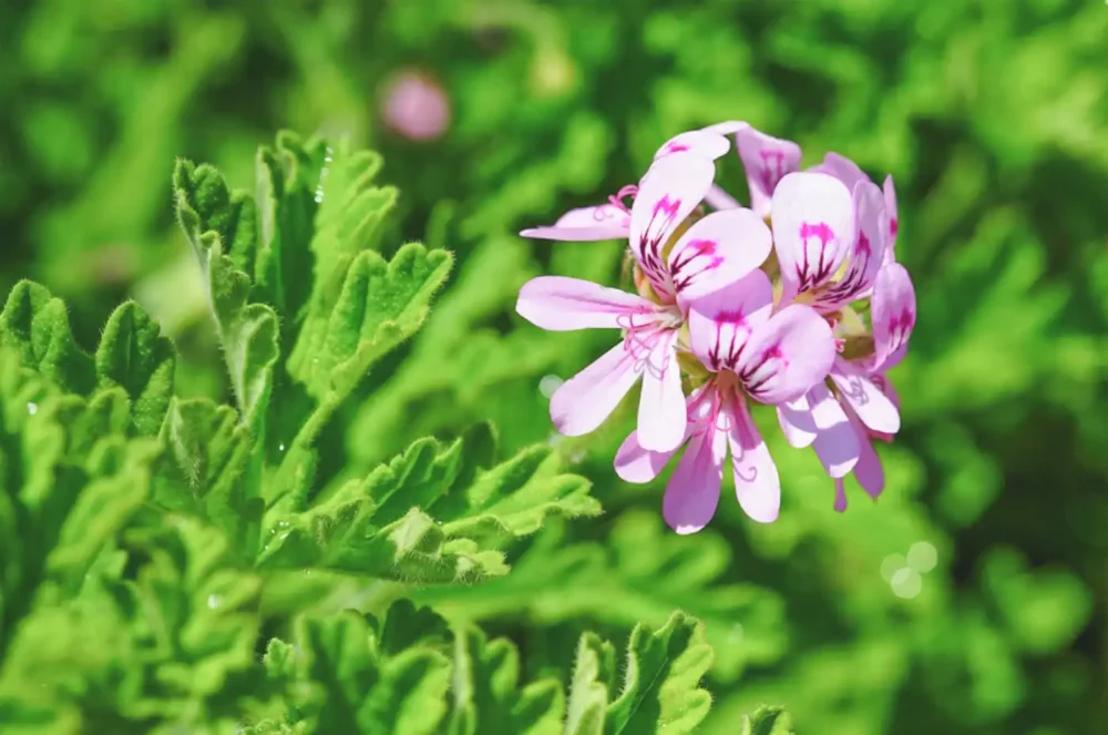 Geranium of Madagascar - Aromeya