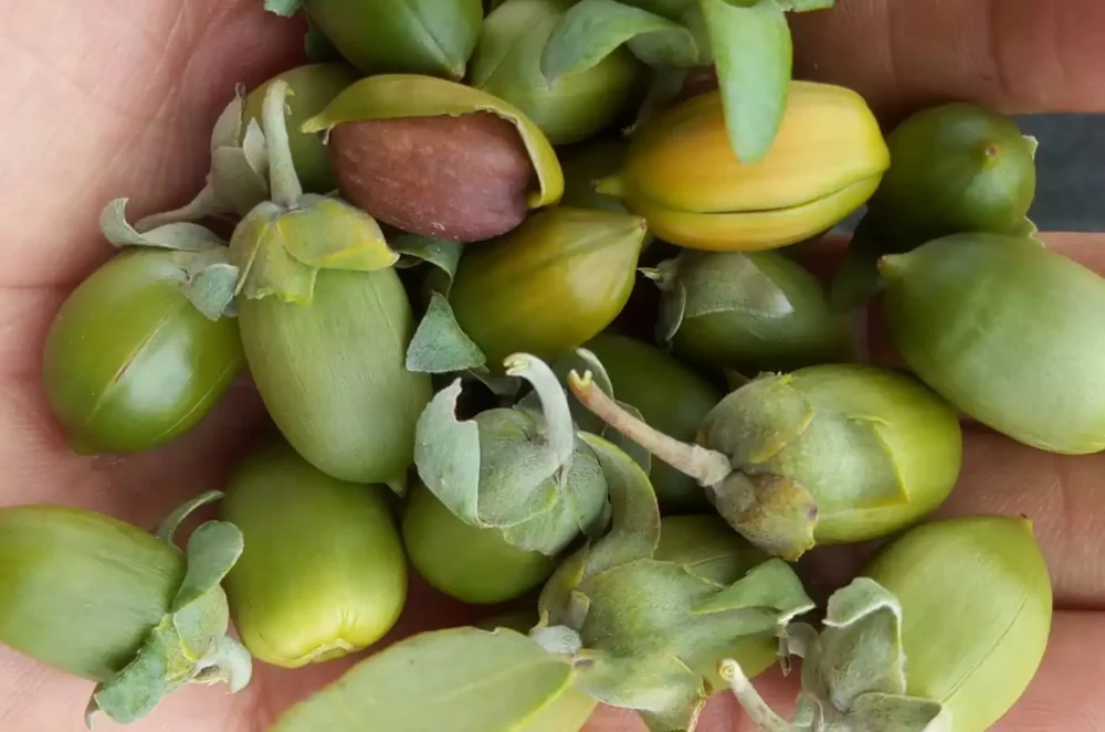 Jojoba de Madagascar - Aromeya