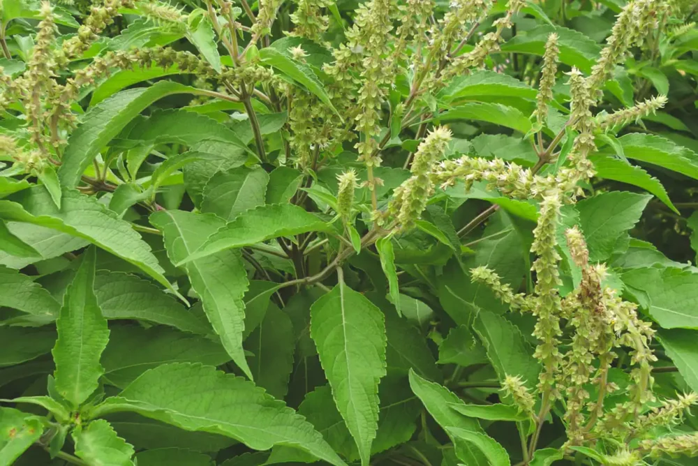 Romba of Madagascar - Aromeya