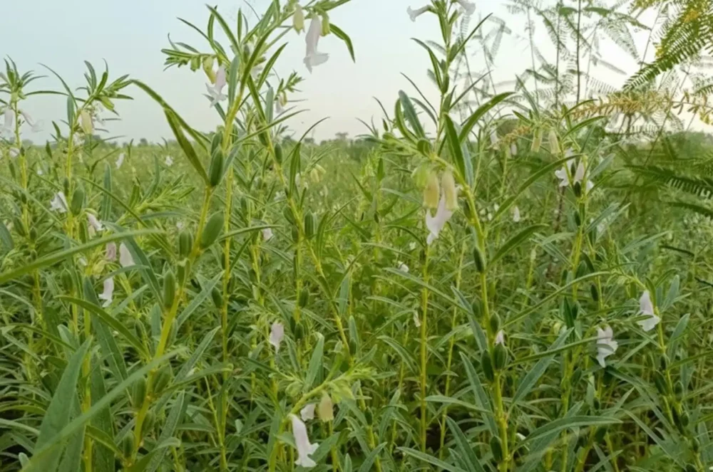 Sesame of Madagascar - Aromeya