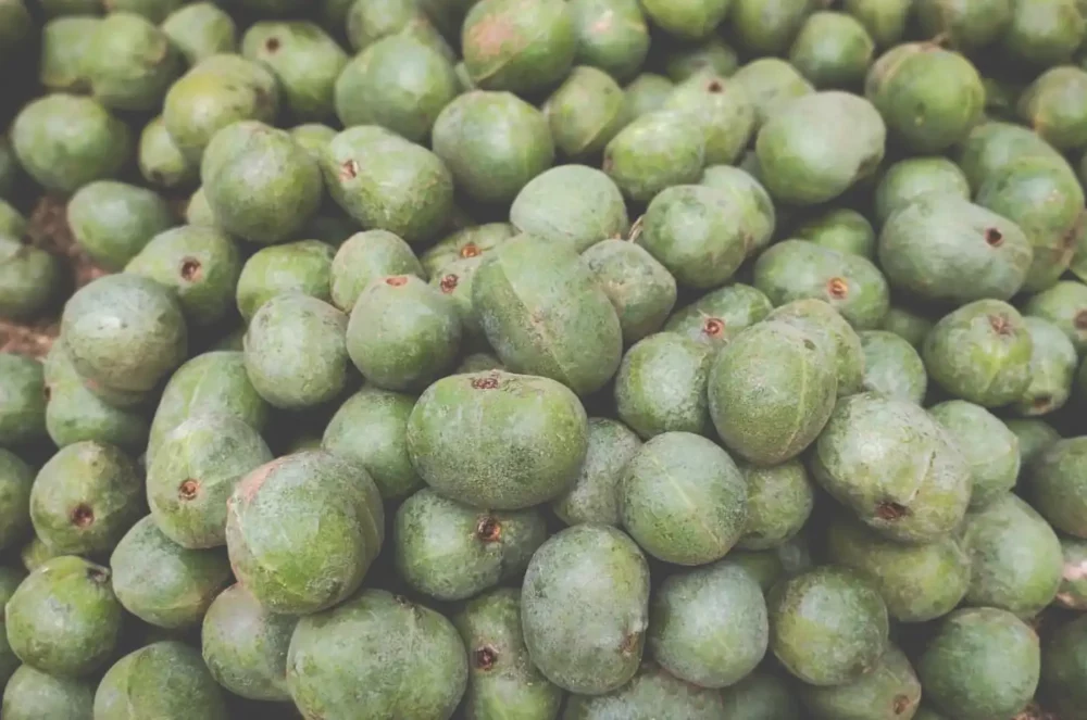 Jatropha de Madagascar - Aromeya