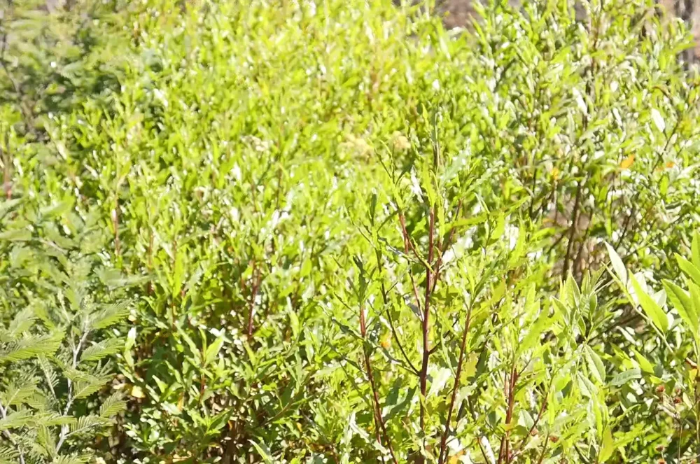 Iary of Madagascar (Dingadingana) - Aromeya