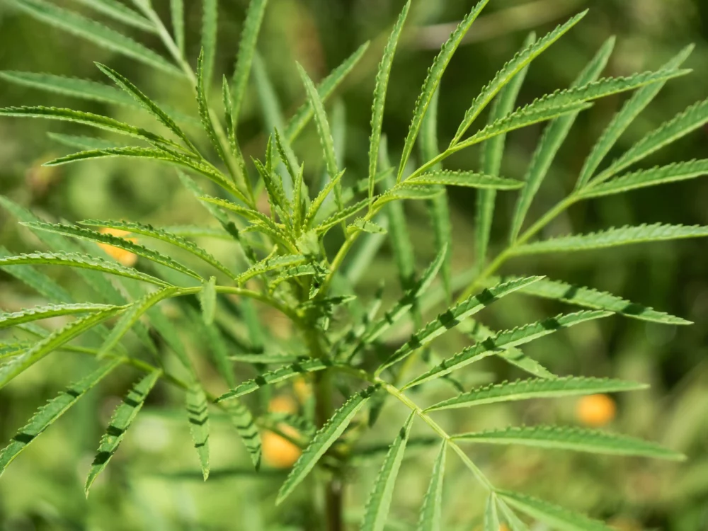 Tagetes minuta of Madagascar - Aromeya